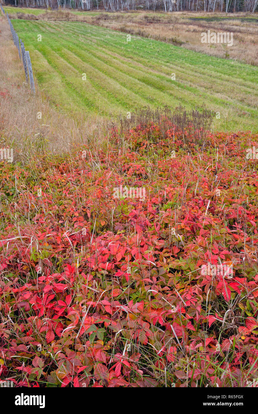 Dwarf red raspberry hi-res stock photography and images - Alamy