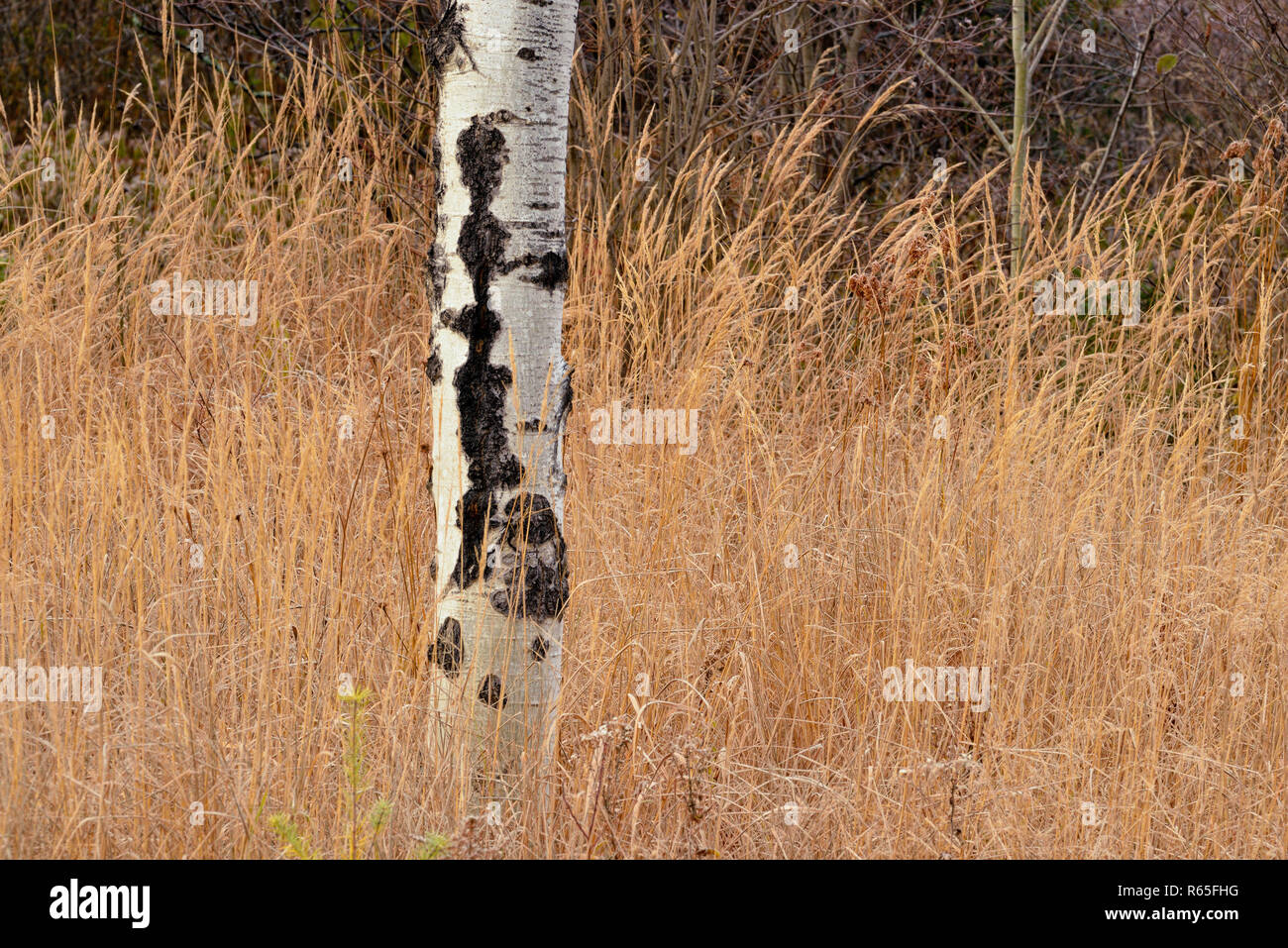 Aspen tree trunk hi-res stock photography and images - Alamy