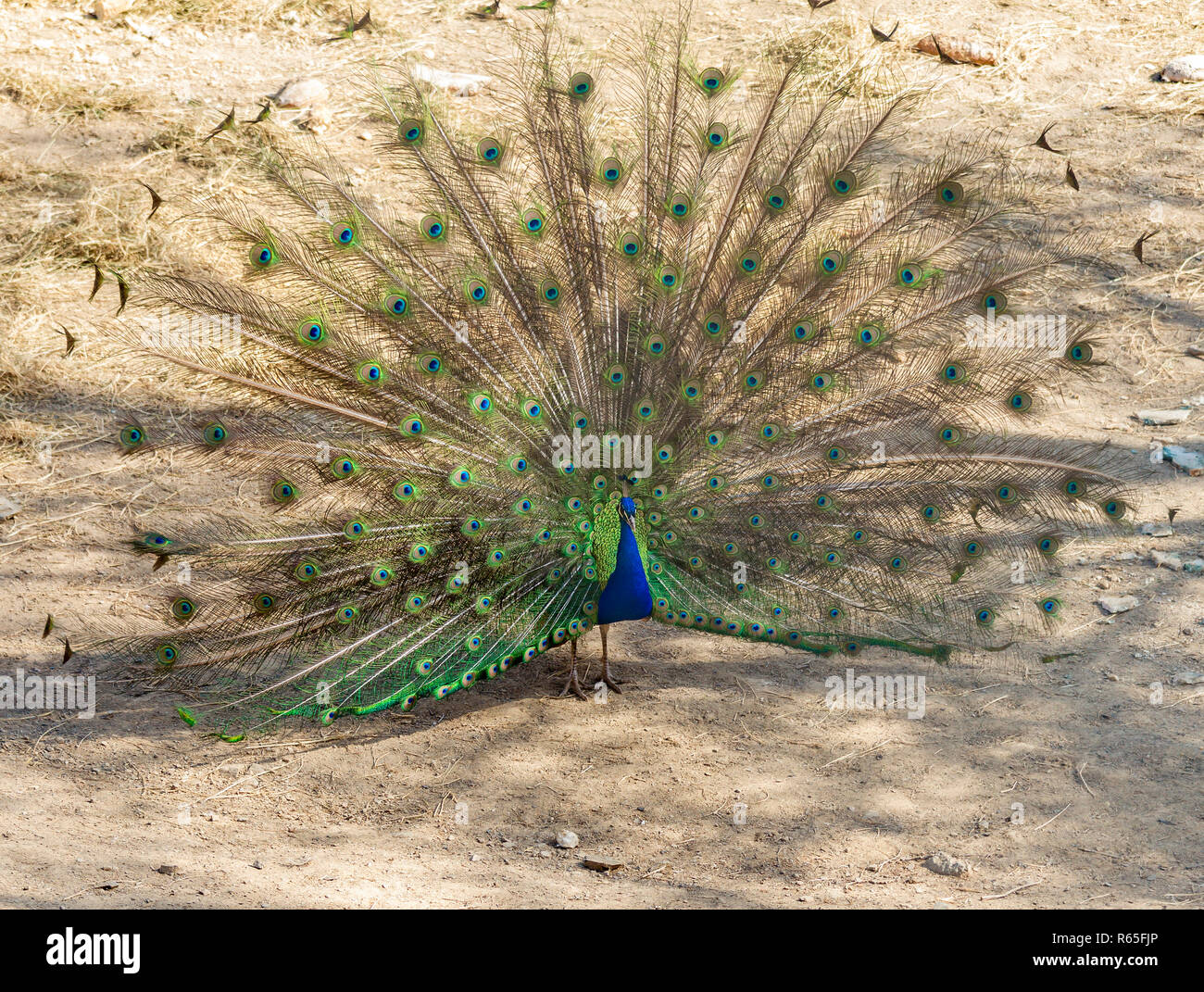 Male peacock posing in mating period Stock Photo - Alamy