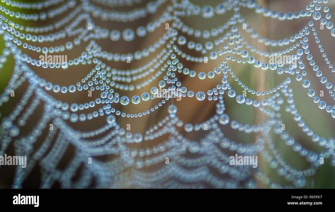 Most beautiful spiders hi-res stock photography and images - Alamy