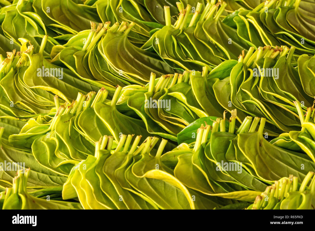 Stack of betel leaf hi-res stock photography and images - Alamy