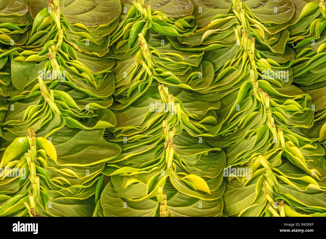 Stack of betel leaf hi-res stock photography and images - Alamy