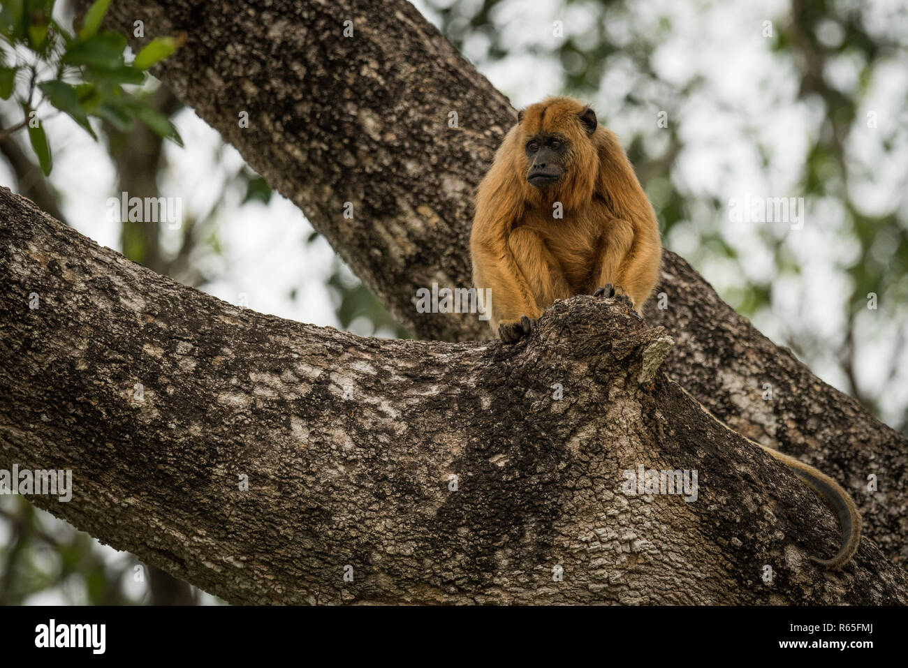 Female black howler monkey sitting in tree Stock Photo - Alamy