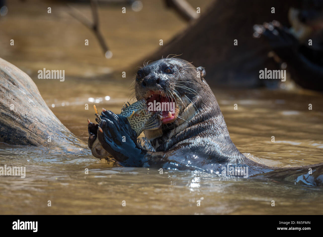 Giant river otter biting fish in river Stock Photo - Alamy