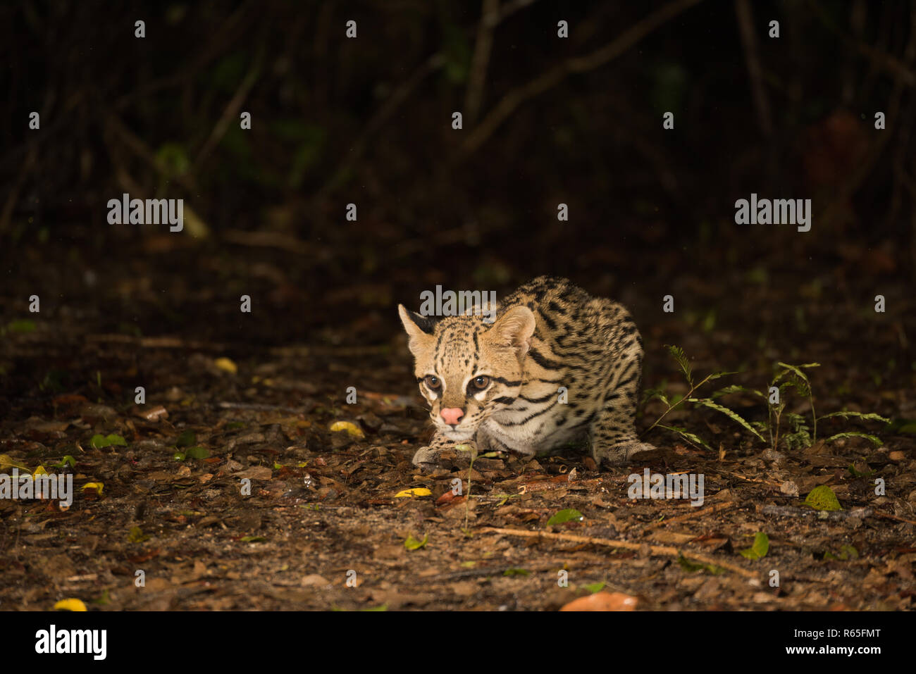 Crouching predator hi-res stock photography and images - Alamy
