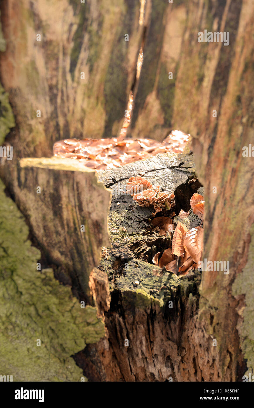 Harmonious ecosystem hi-res stock photography and images - Alamy