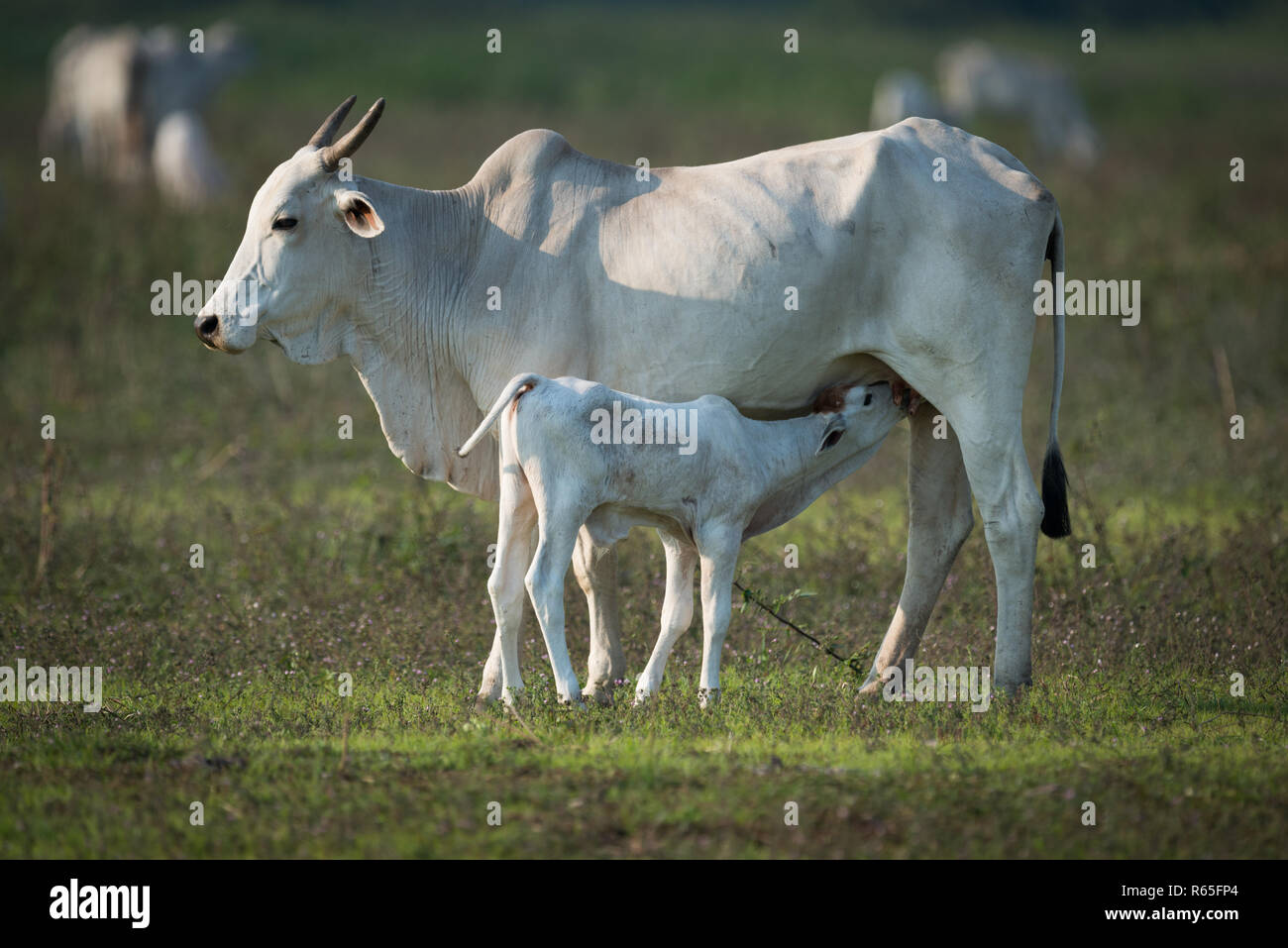 Khillari cow hi-res stock photography and images - Alamy