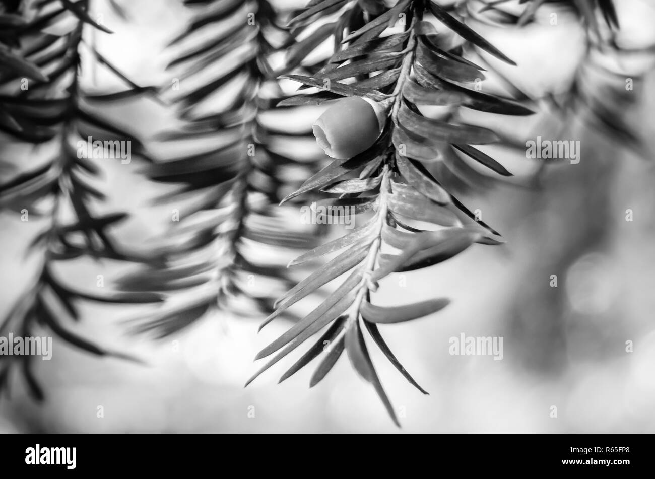 Fruit of the yew tree Black and White Stock Photos & Images - Alamy