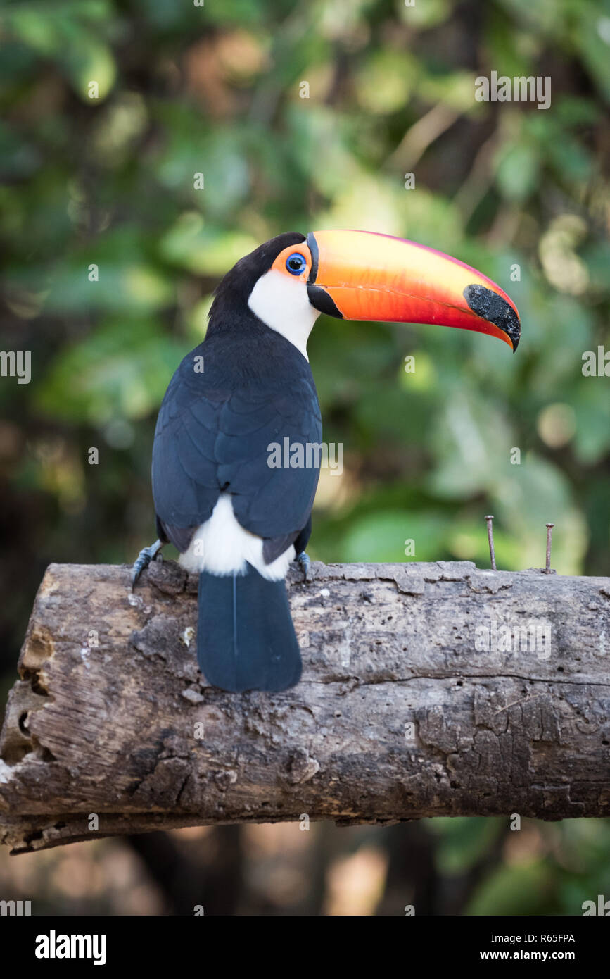 Toco toucan turning head on sawn log Stock Photo - Alamy