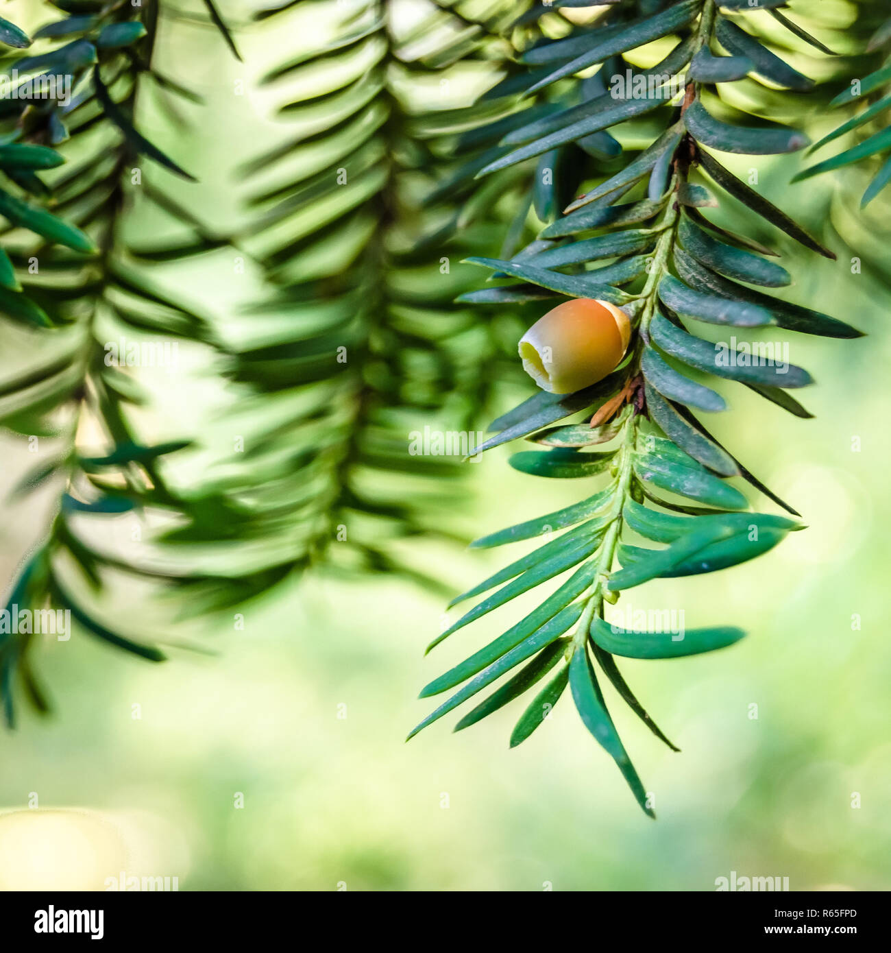 Yew tree branch Stock Photo - Alamy