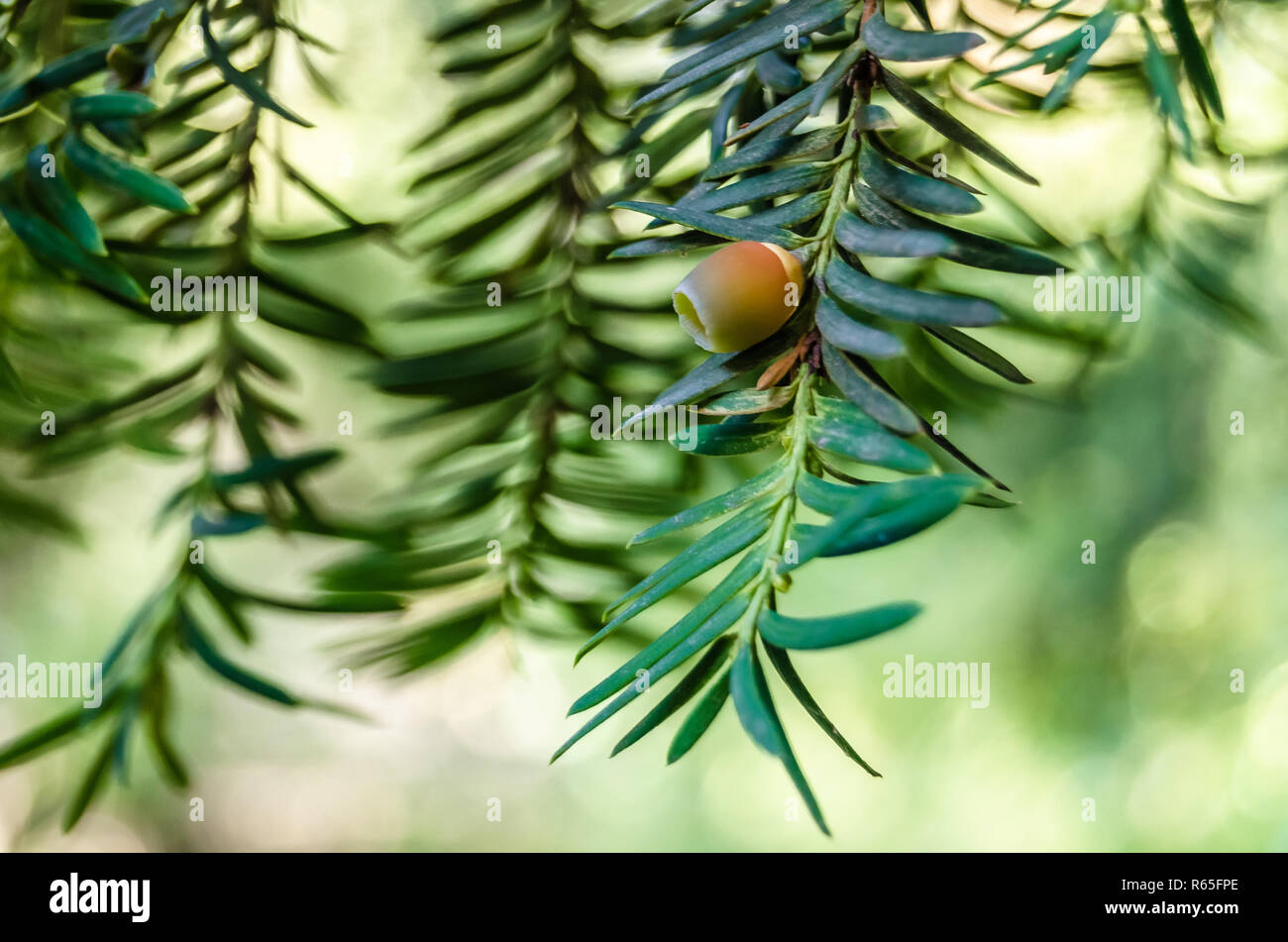 Yew tree branch Stock Photo - Alamy