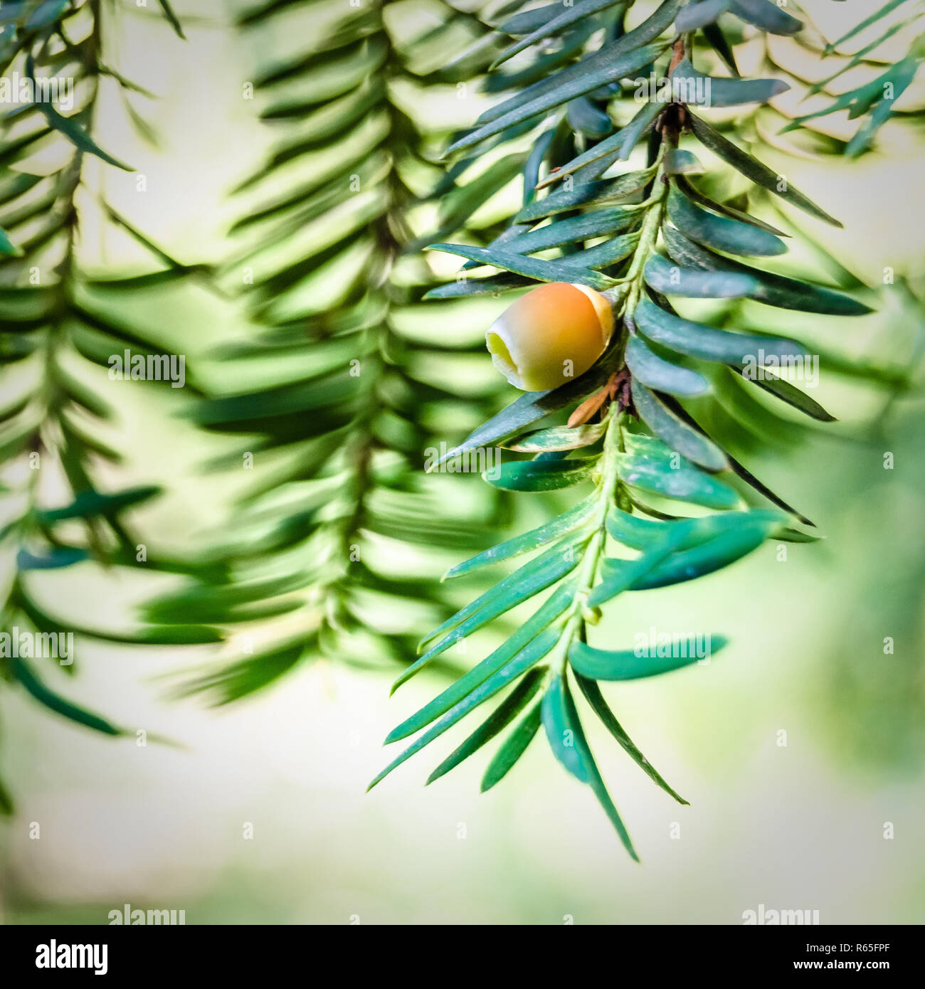 Yew tree branch Stock Photo - Alamy