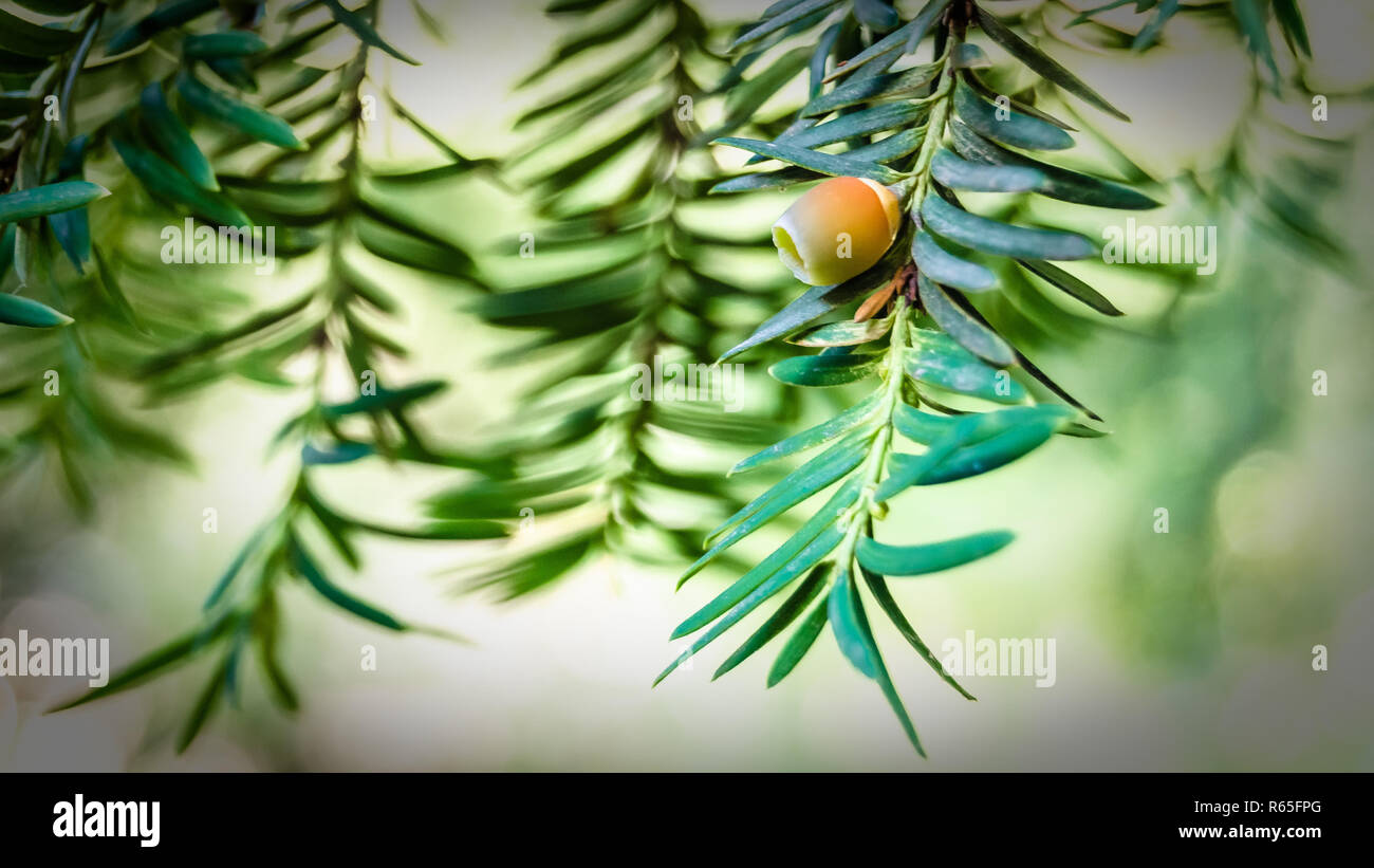 Yew tree branch Stock Photo - Alamy