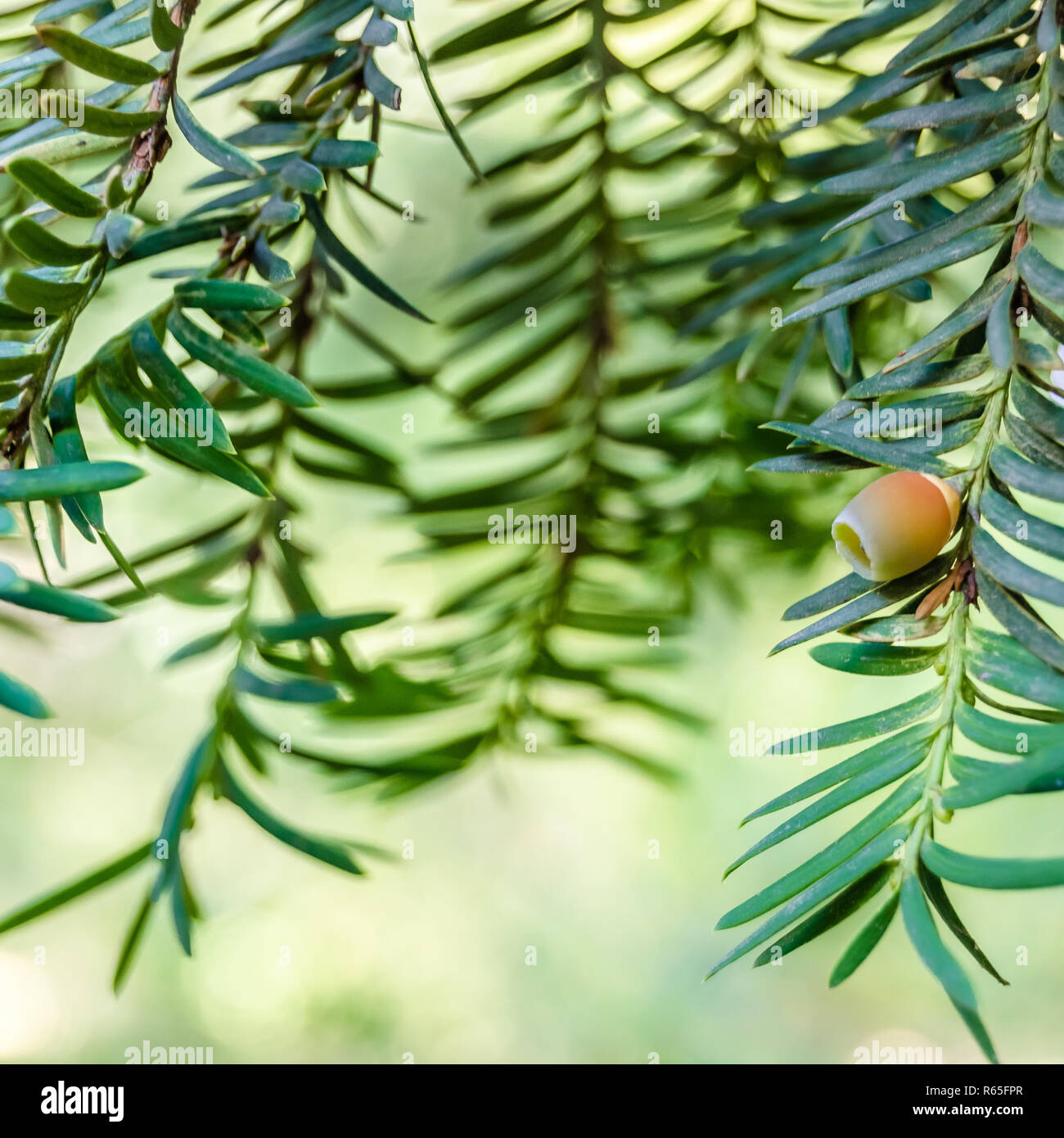 Yew tree branch Stock Photo - Alamy