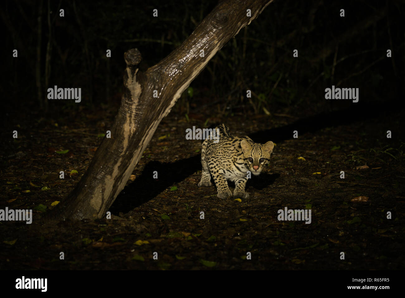 Crouching predator hi-res stock photography and images - Alamy