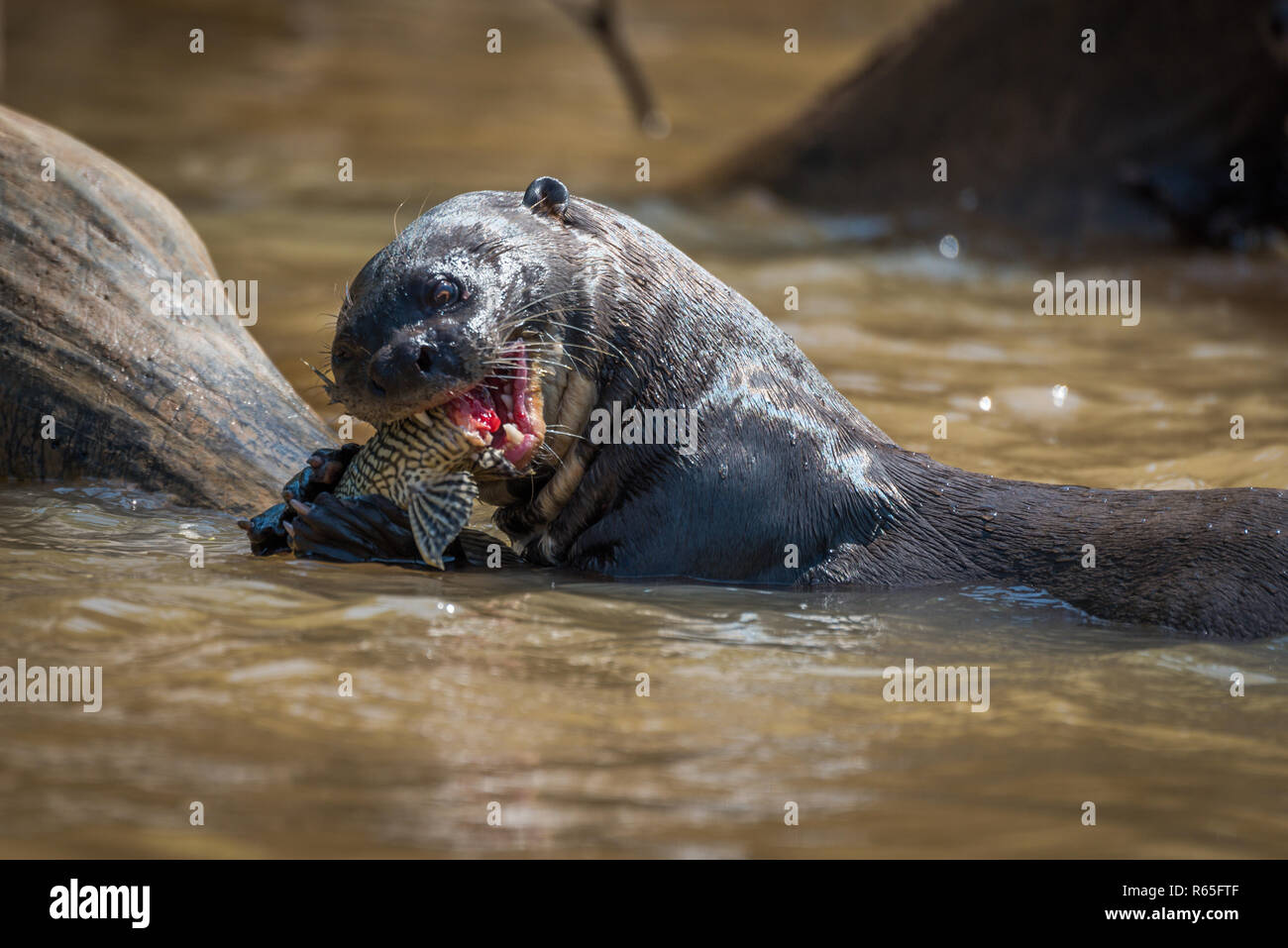 Giant river otter eating fish in river Stock Photo - Alamy