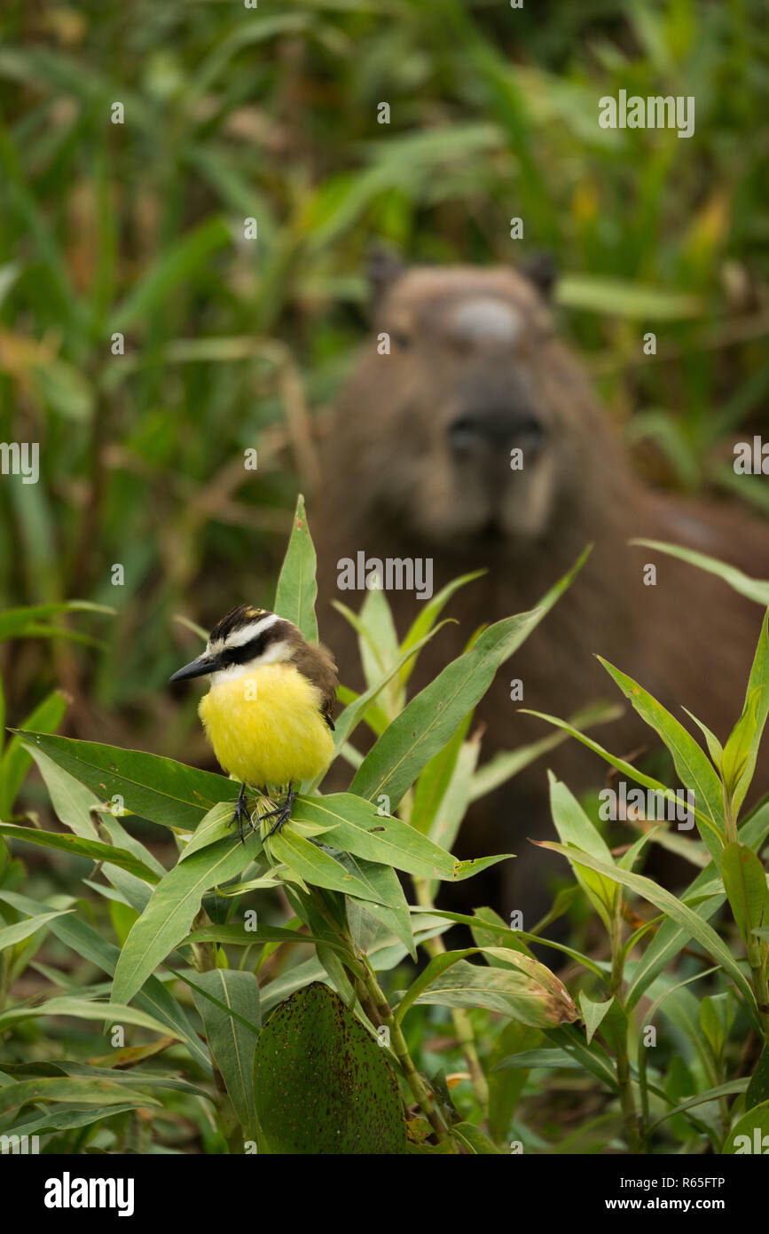 Great kiskadee with capybara watching from behind Stock Photo - Alamy