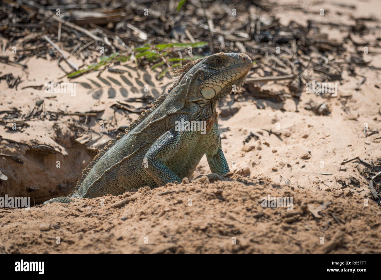 Iguana hole hi-res stock photography and images - Alamy