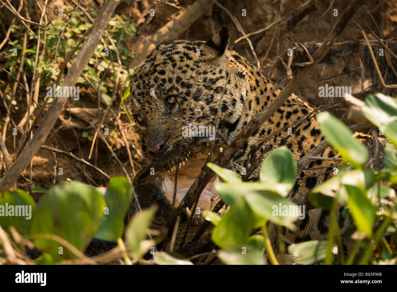 Jaguar biting yacare caiman with open jaws Stock Photo - Alamy