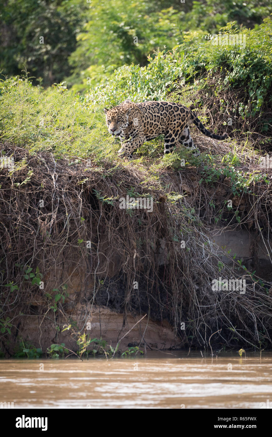 Jaguar prowling through bushes on river bank Stock Photo - Alamy