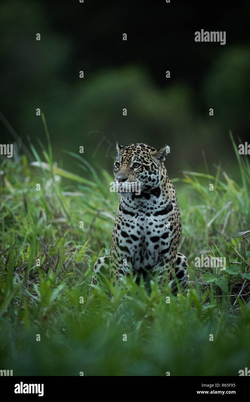 Jaguar sitting in tall grass looking left Stock Photo - Alamy