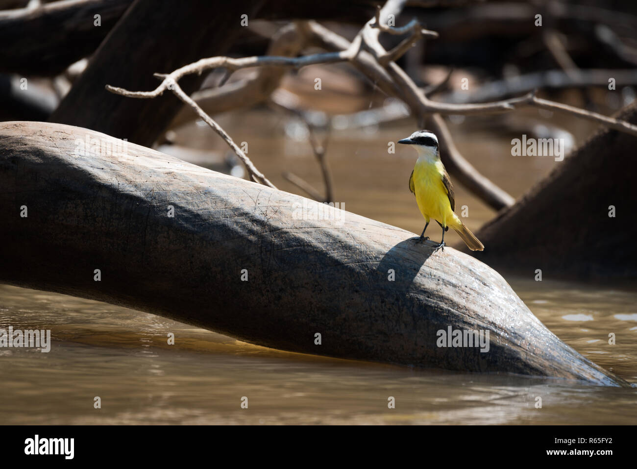 Lesser Kiskadee Pitangus Lictor High Resolution Stock Photography and ...