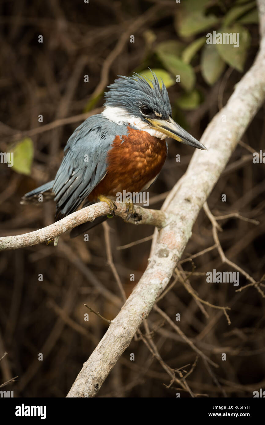 Blue gray bird facing right hi-res stock photography and images - Alamy