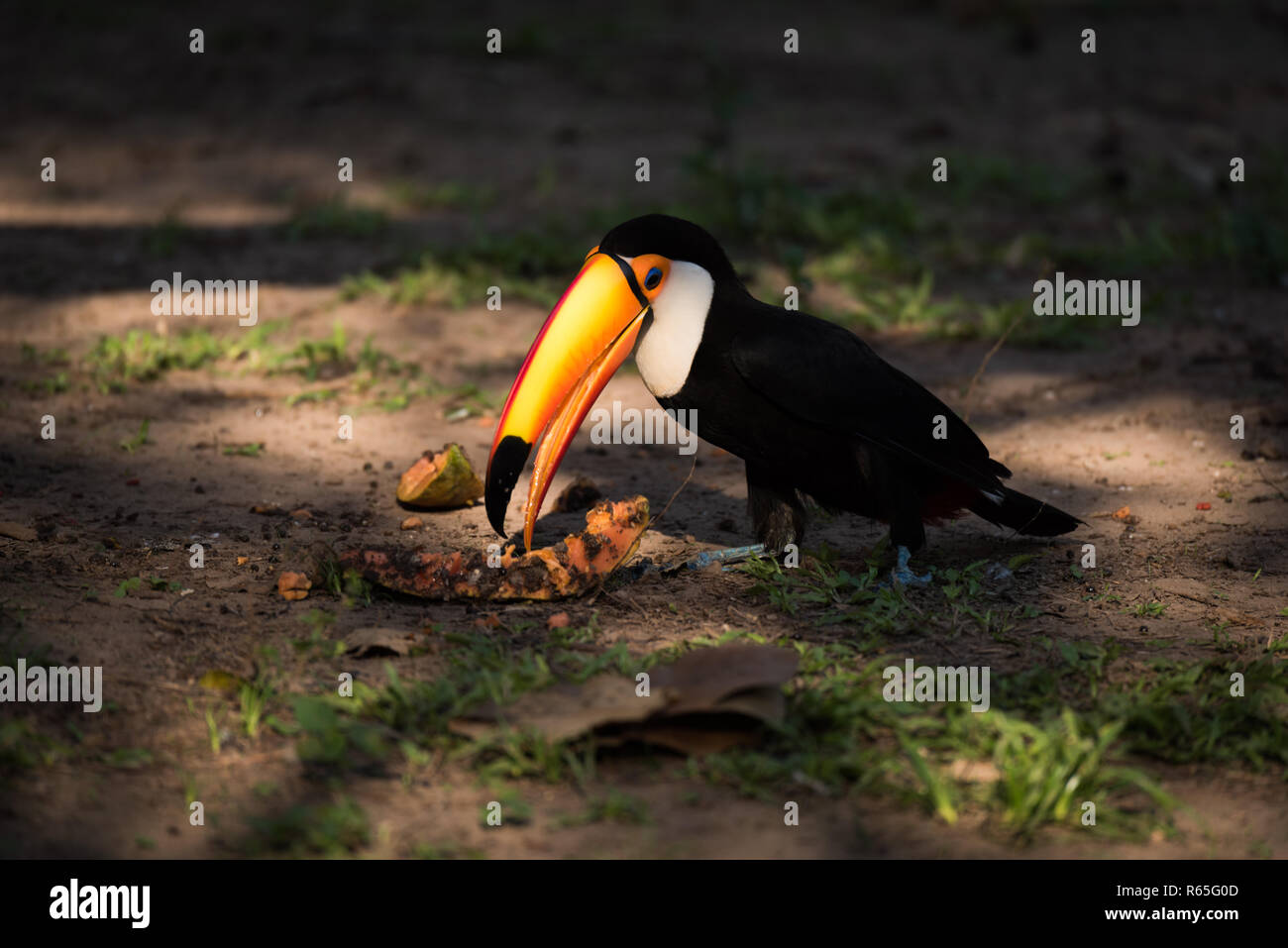 Toco Toucan Eating High Resolution Stock Photography and Images - Alamy
