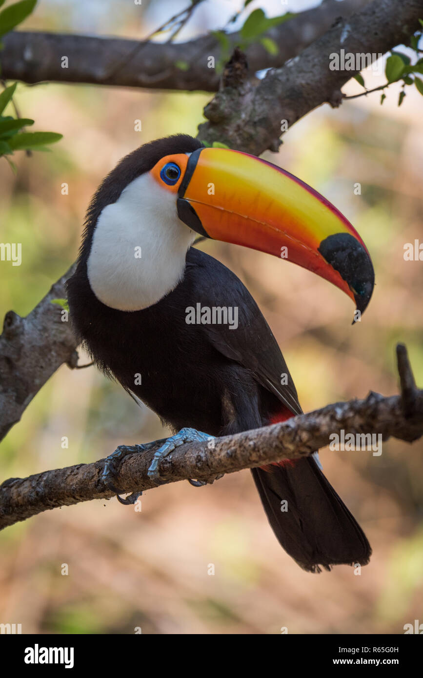 Toco toucan on branch with turned head Stock Photo - Alamy