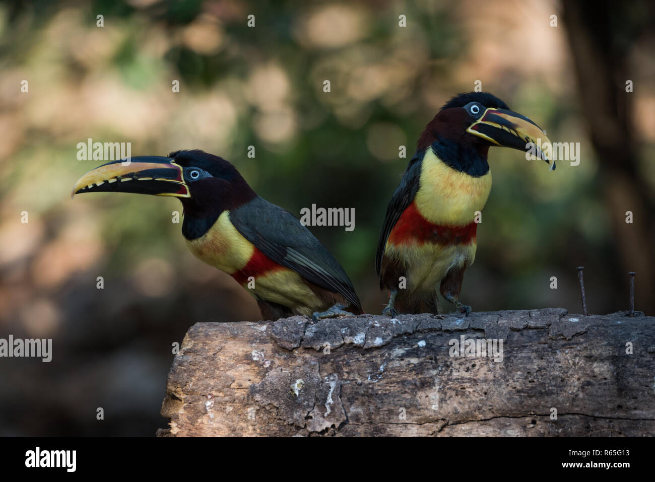 Two chestnut-eared aracaris on log in shade Stock Photo - Alamy
