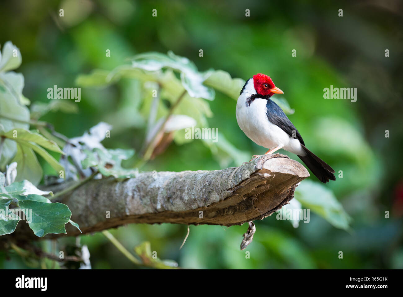 Yellow-billed cardinal on branch with turned head Stock Photo - Alamy