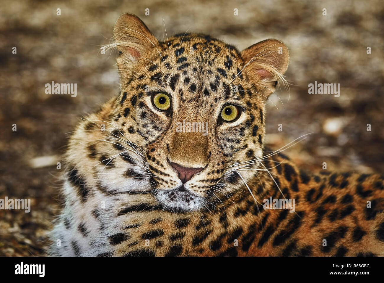 Leopard (Panthera Pardus Stock Photo - Alamy