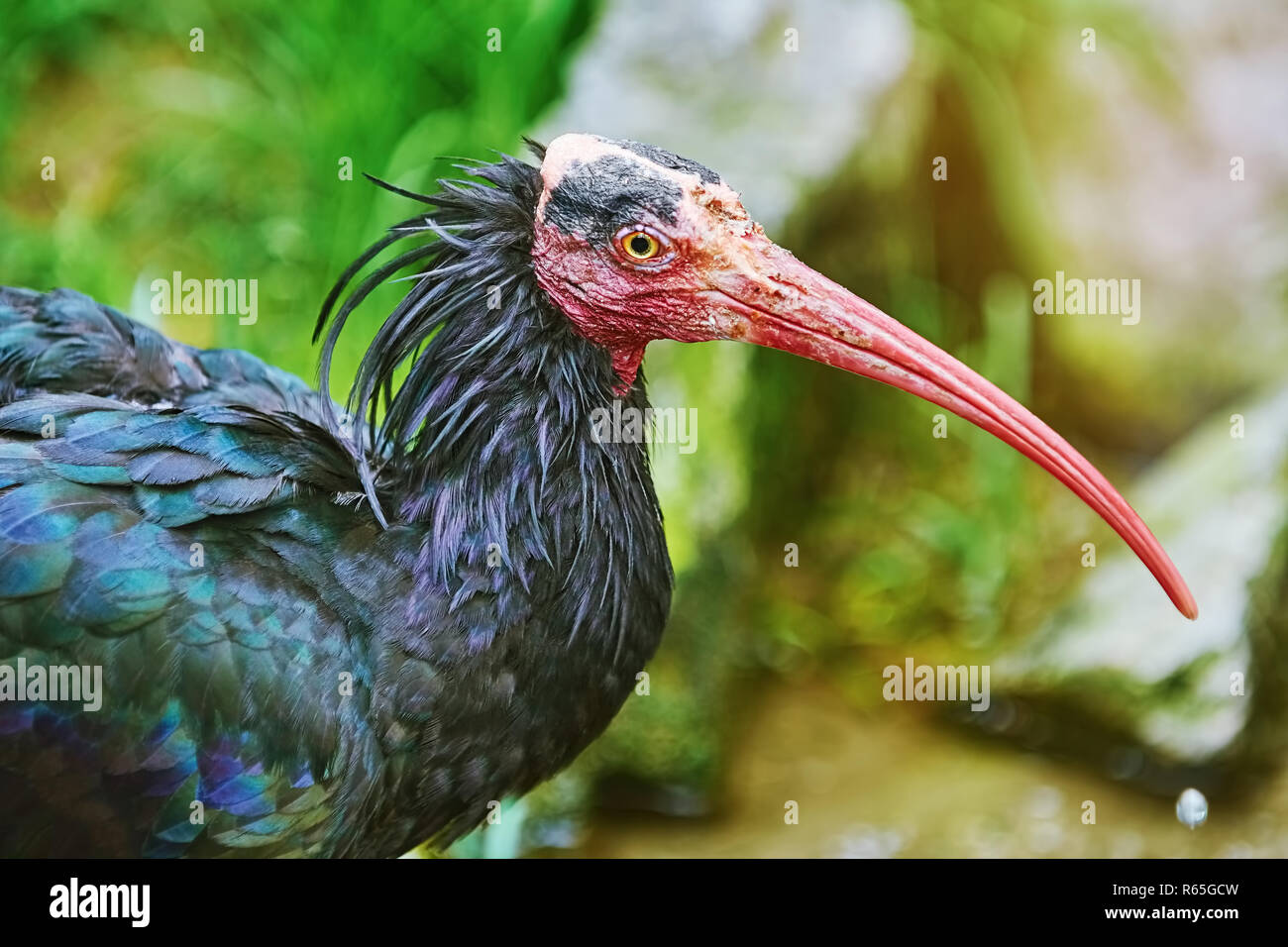 Migratory northern bald ibis hi-res stock photography and images - Alamy