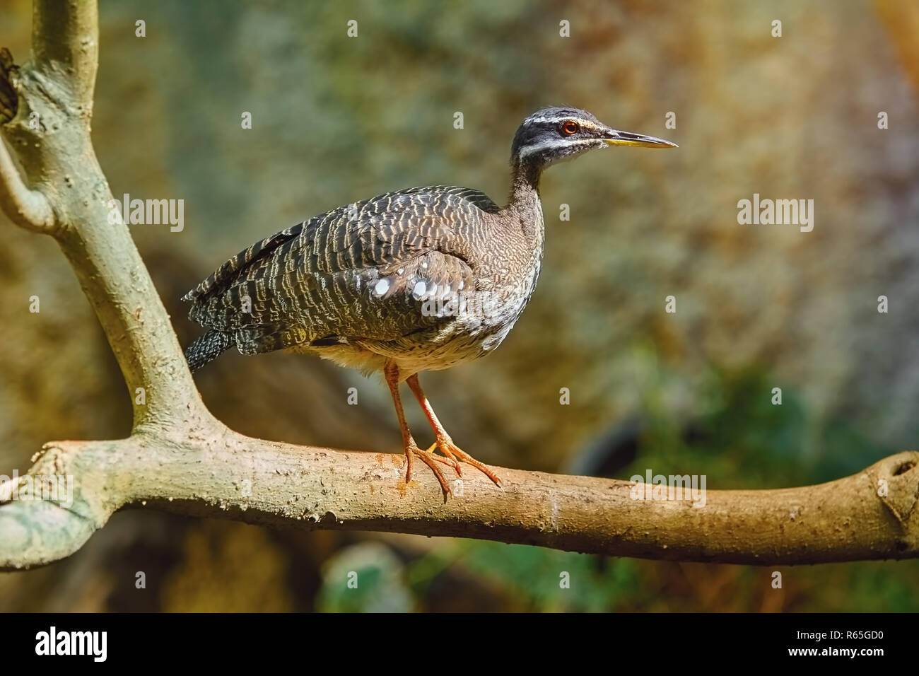 Sunbittern (Eurypyga Helias Stock Photo - Alamy