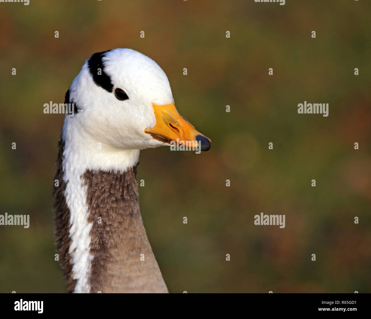 Indian goose hi-res stock photography and images - Alamy