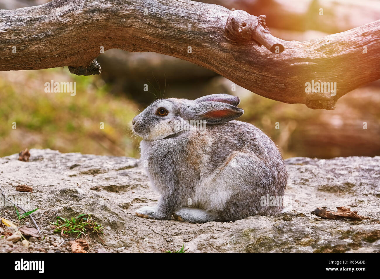 Rabbit under tree hi-res stock photography and images - Alamy