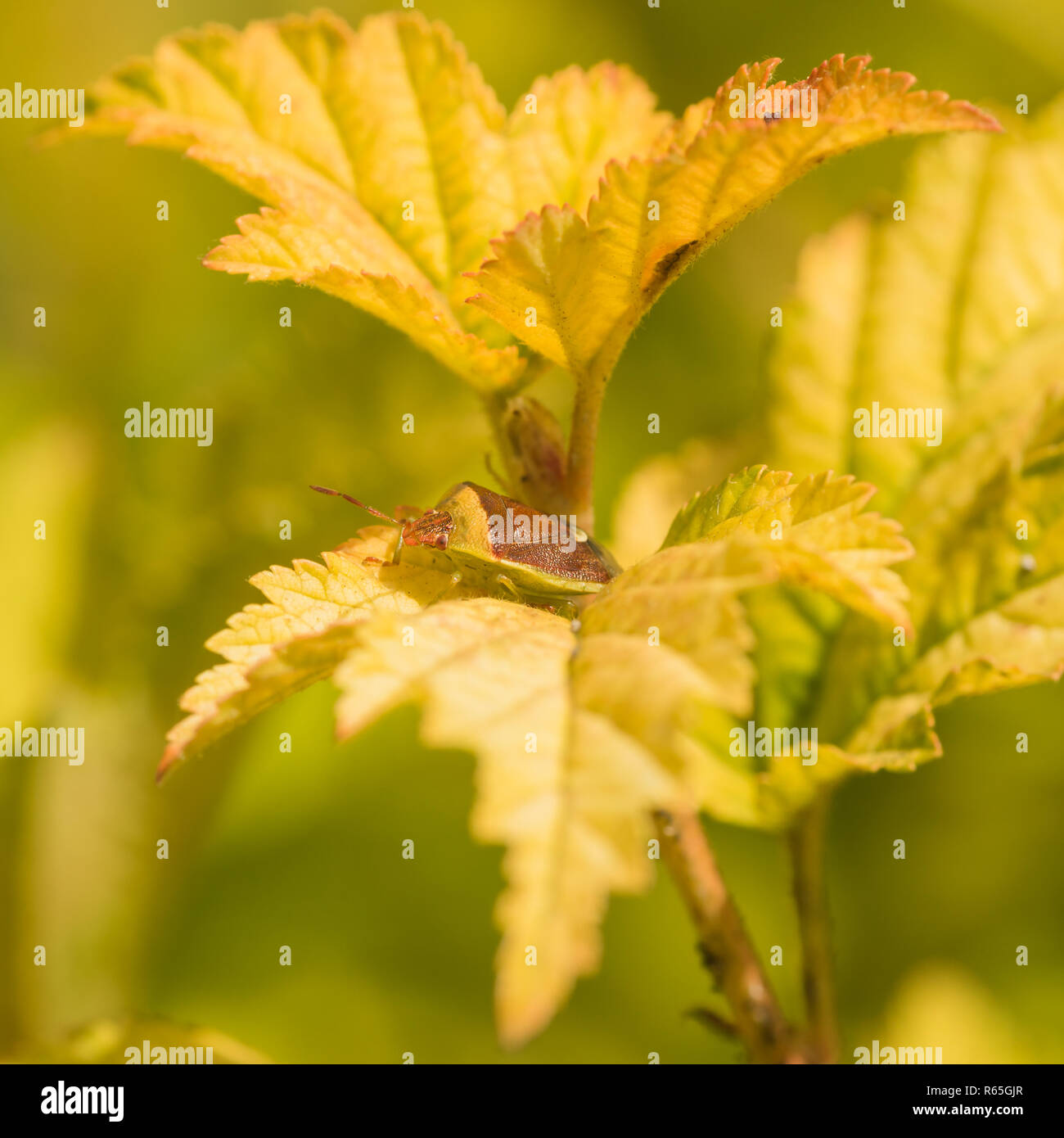 Green and Brown Stink Bug Stock Photo - Alamy
