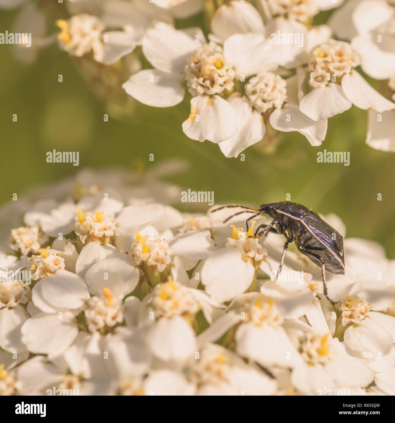 White Margined Burrower Bug Stock Photo - Alamy