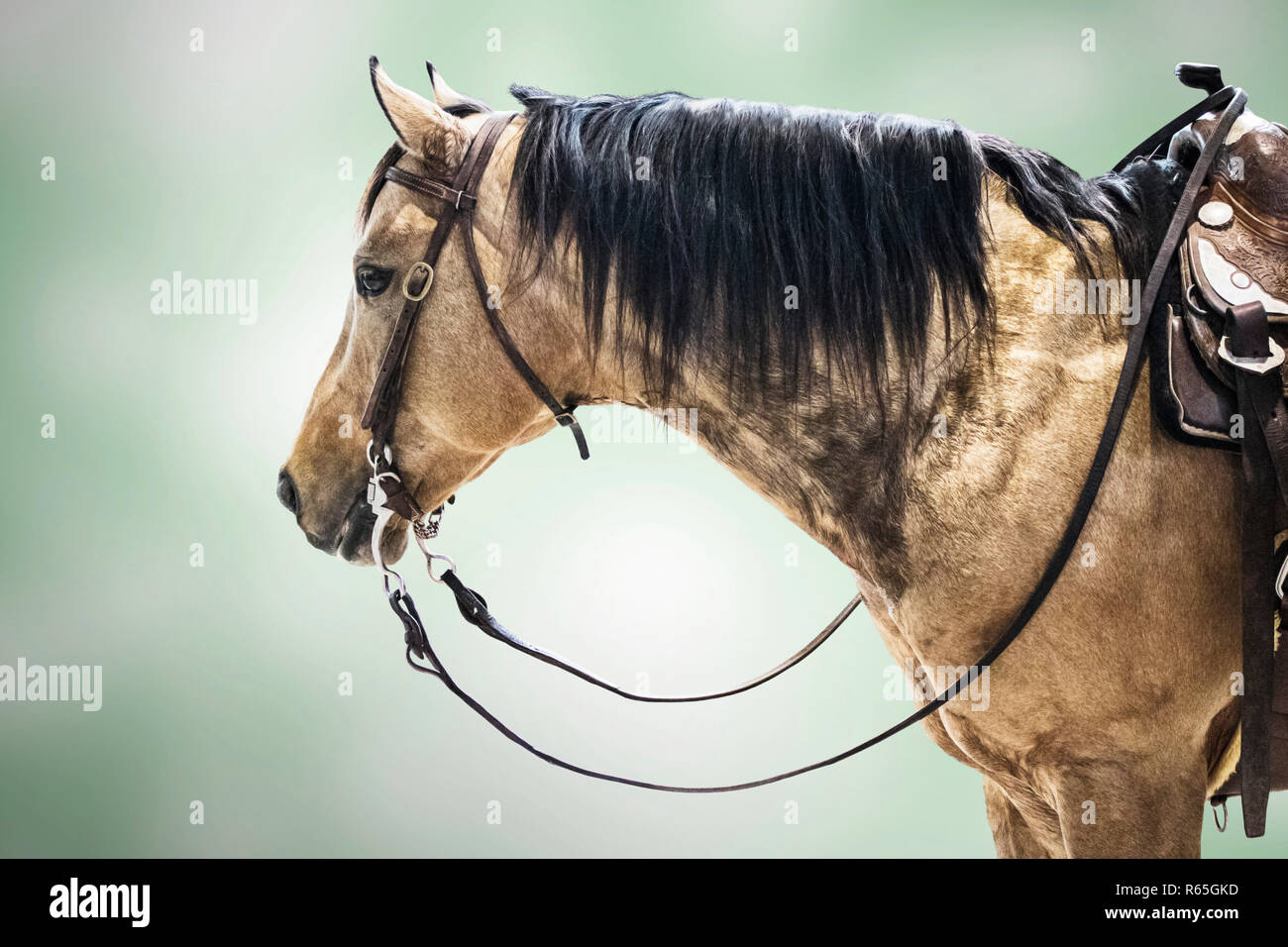 Imposing horse breed hi-res stock photography and images - Alamy