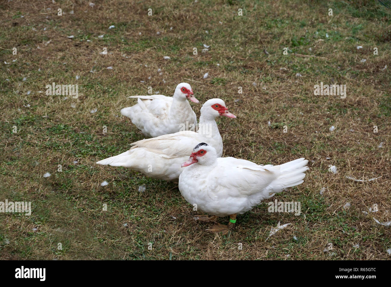 Three white Muscovy ducks standing on grass Stock Photo - Alamy