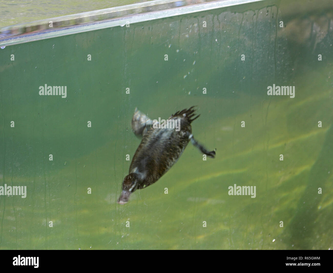 diving rudder duck Stock Photo - Alamy