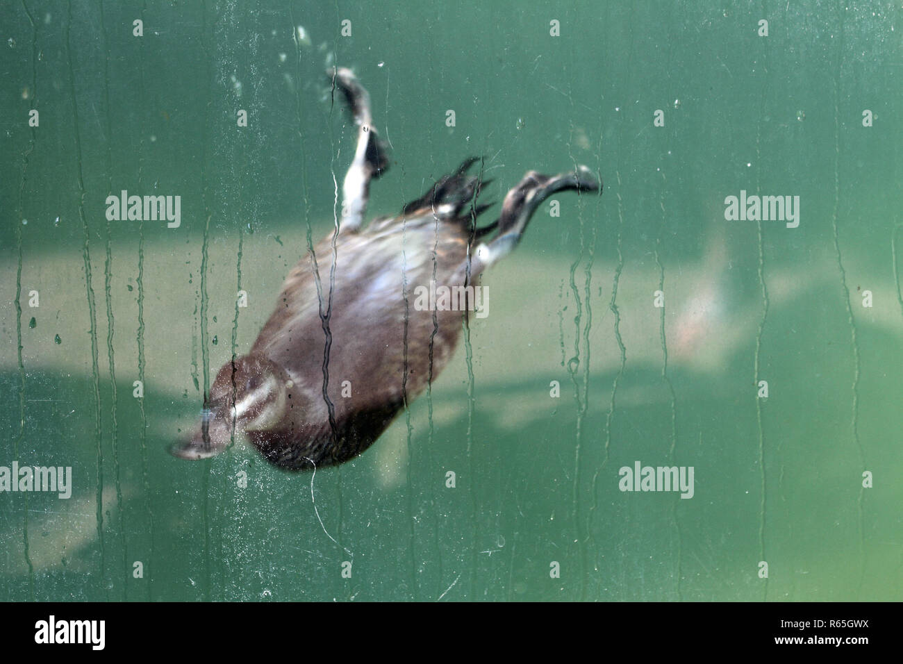 Diving duck underwater hi-res stock photography and images - Alamy