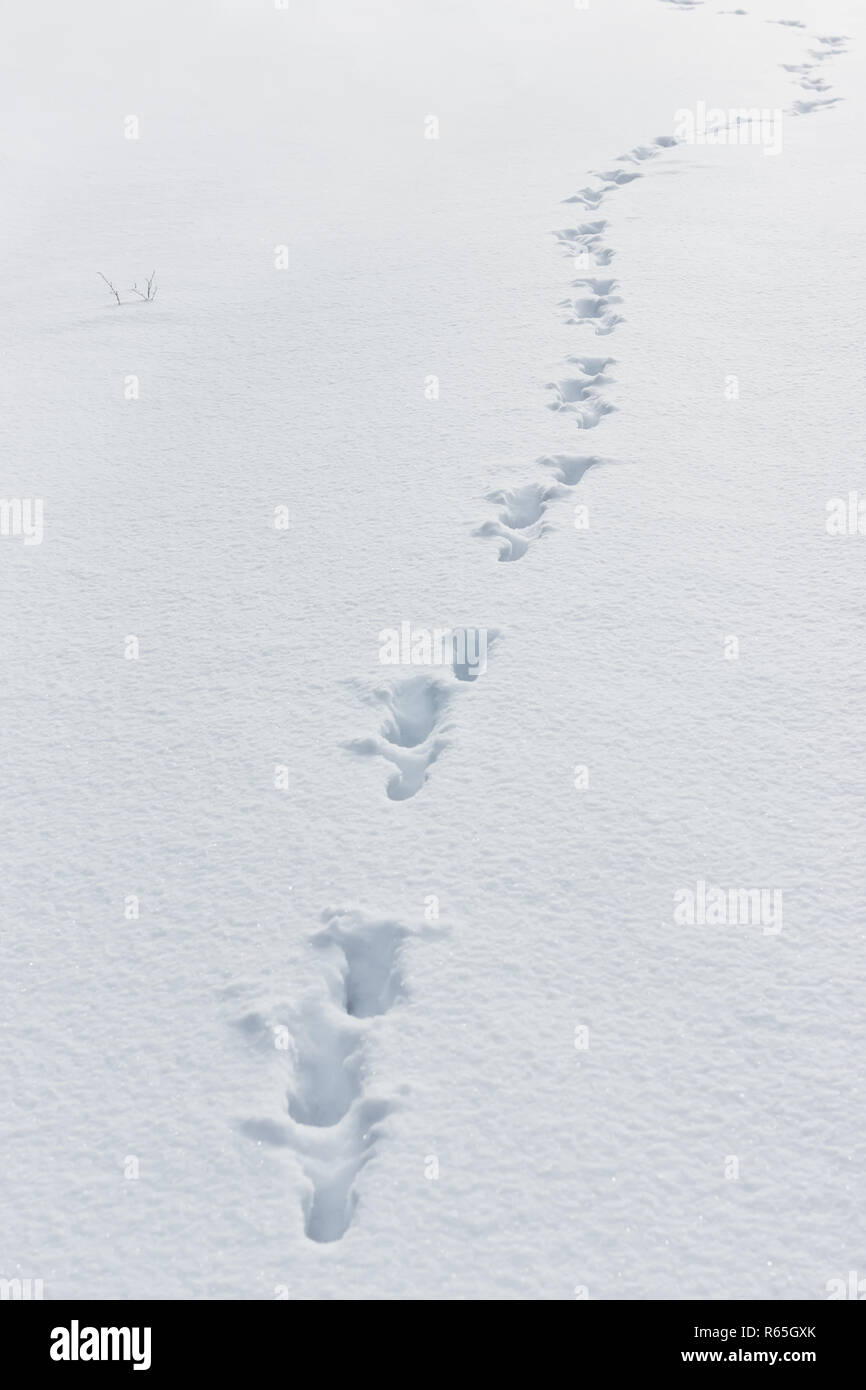 Snow Background With Traces Stock Photo - Alamy