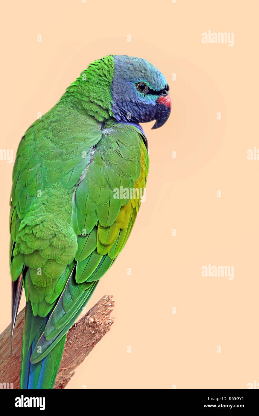 Chinasittich hi-res stock photography and images - Alamy