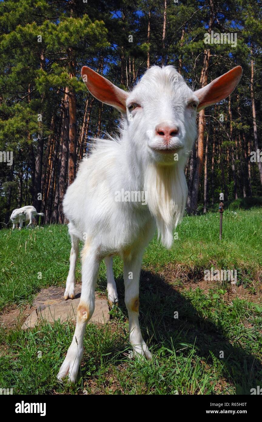 Goat flowers hi-res stock photography and images - Alamy
