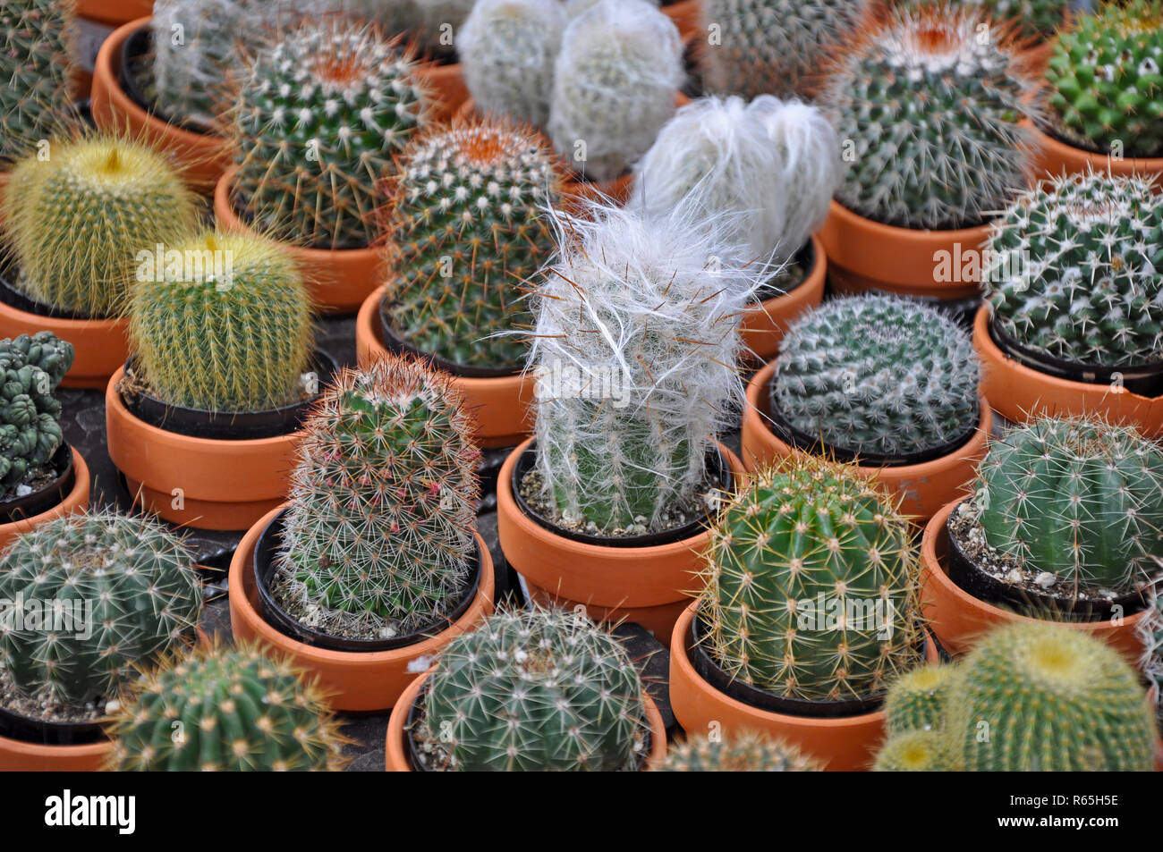 Assorted mini cactus plants Stock Photo - Alamy