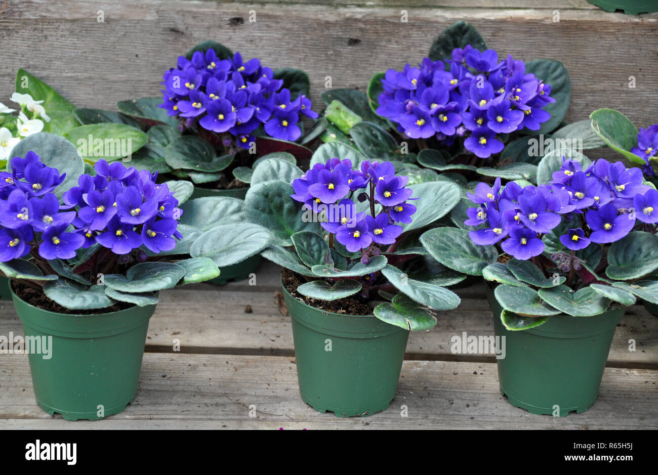 Blue african violets Stock Photo - Alamy