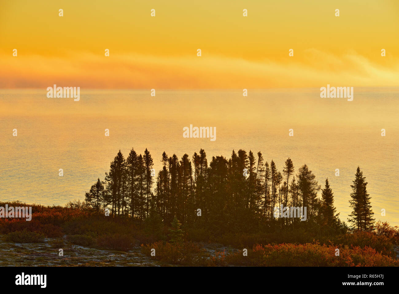 Boreal trees along the shore of Ennadai Lake at dawn, Arctic Haven ...
