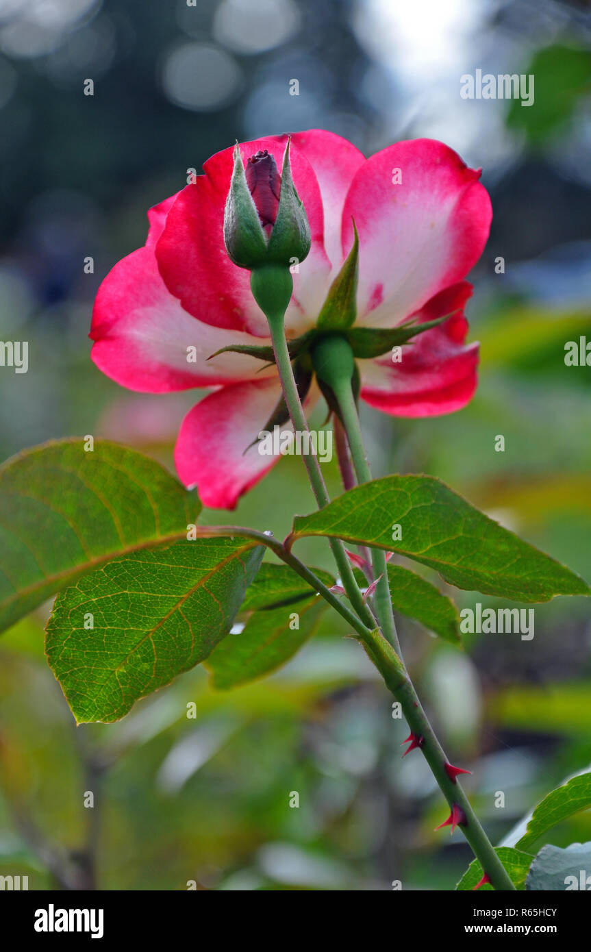 Rosebud thorns hi-res stock photography and images - Alamy