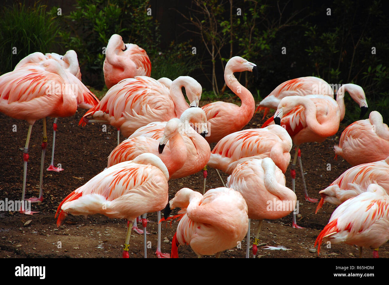 Pink flamingo flock Stock Photo - Alamy
